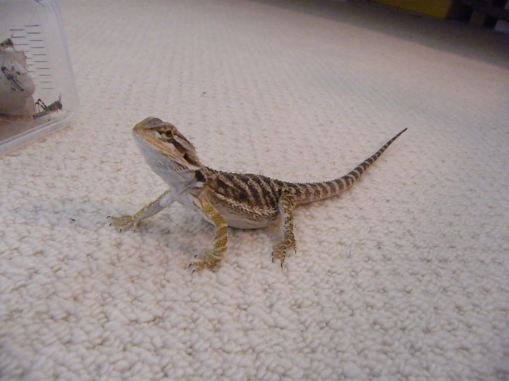 My first Lizard! Baby beardie, well 14 weeks now :D | Reptile Forums