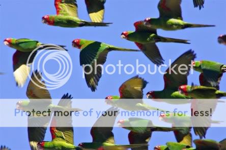Parrots in flight