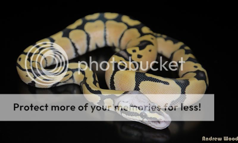 Desert Ghost Combos | Reptile Forums