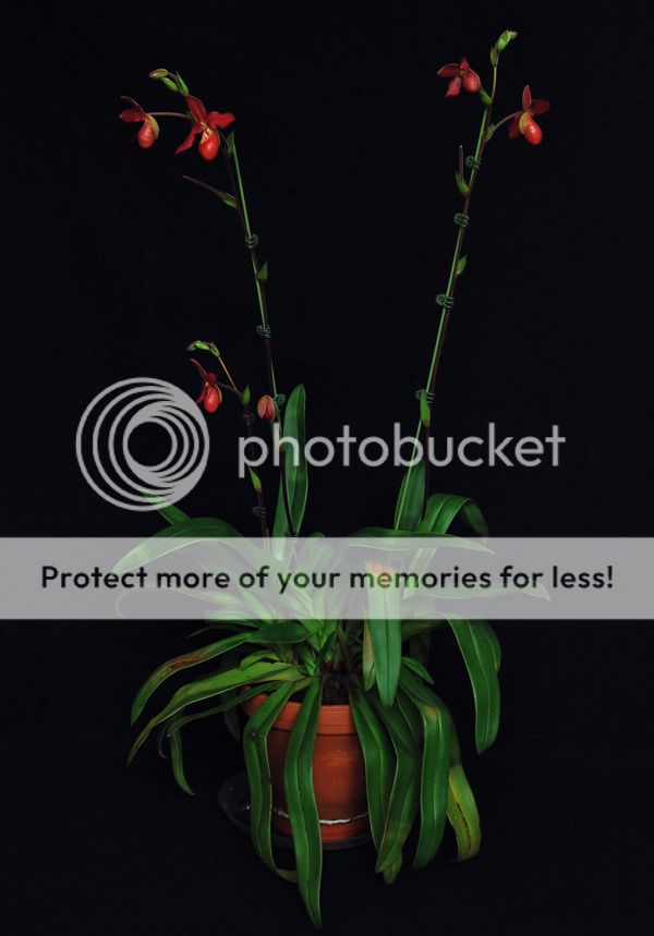 Phrag Andean Fire | Slippertalk Orchid Forum