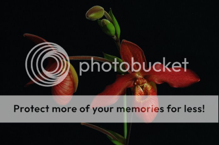 Phrag Andean Fire | Slippertalk Orchid Forum