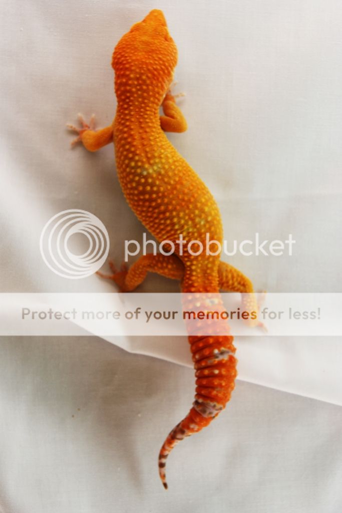 leopardgeckowiki.com update: Bell | Gecko Forums