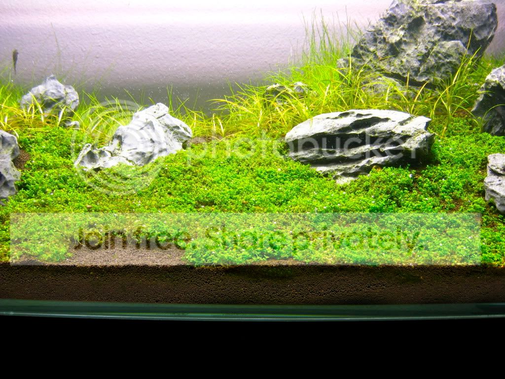 My first ADA 90p Iwagumi | Aquatic Plant Forum