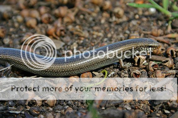 An Ode to Barrel Skinks (and assorted waffling on the exploits of a ...