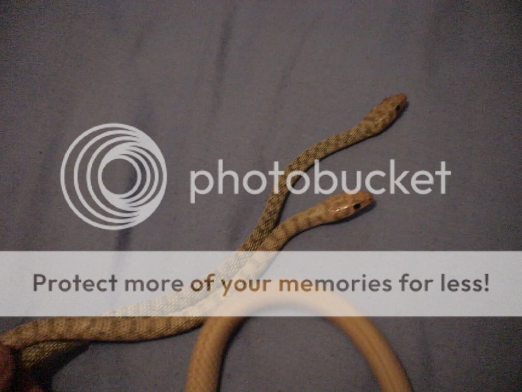 Unusual Snake Piccies | Reptile Forums
