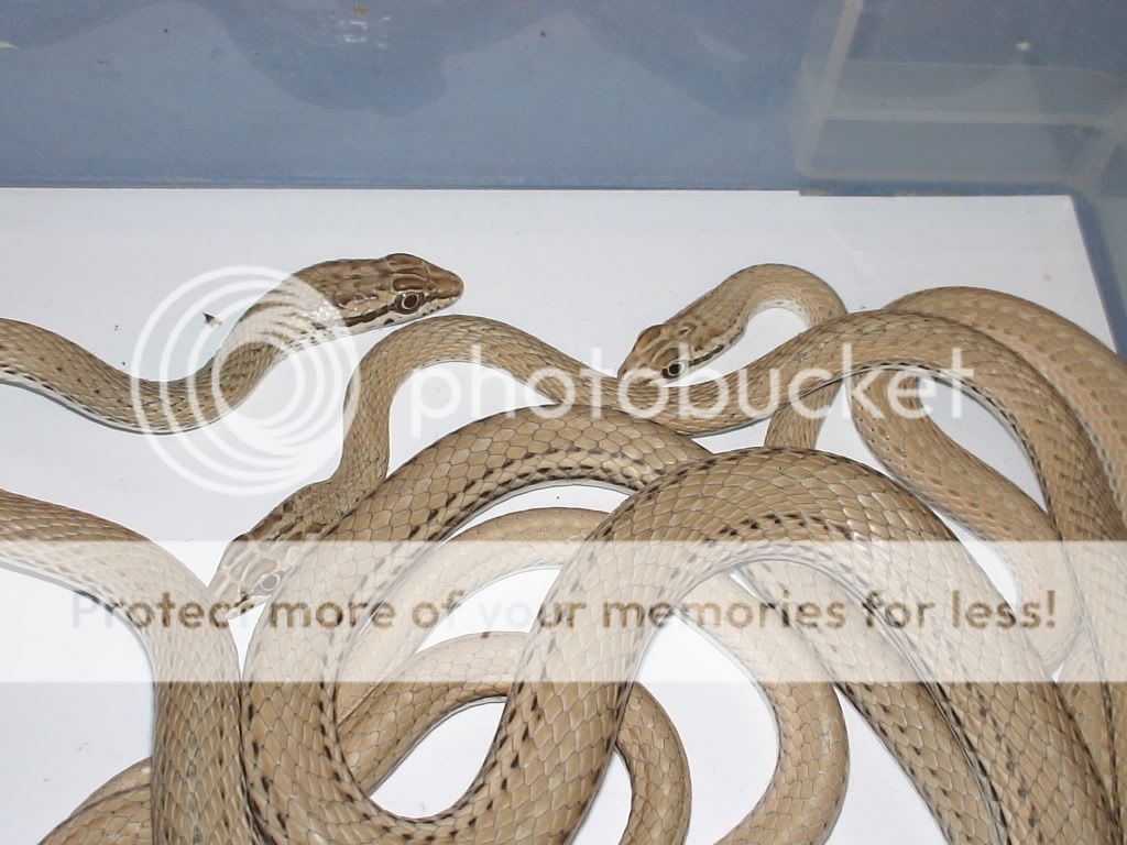 Unusual Snake Piccies | Reptile Forums