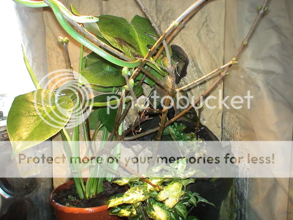 Philothamnus setup pics | Reptile Forums