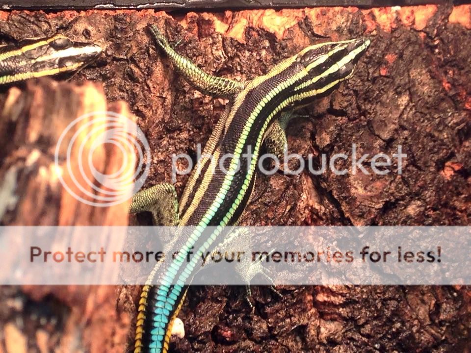 Neon Blue-Tailed Gliding Lizards (Holaspis sp.) | Reptile Forums