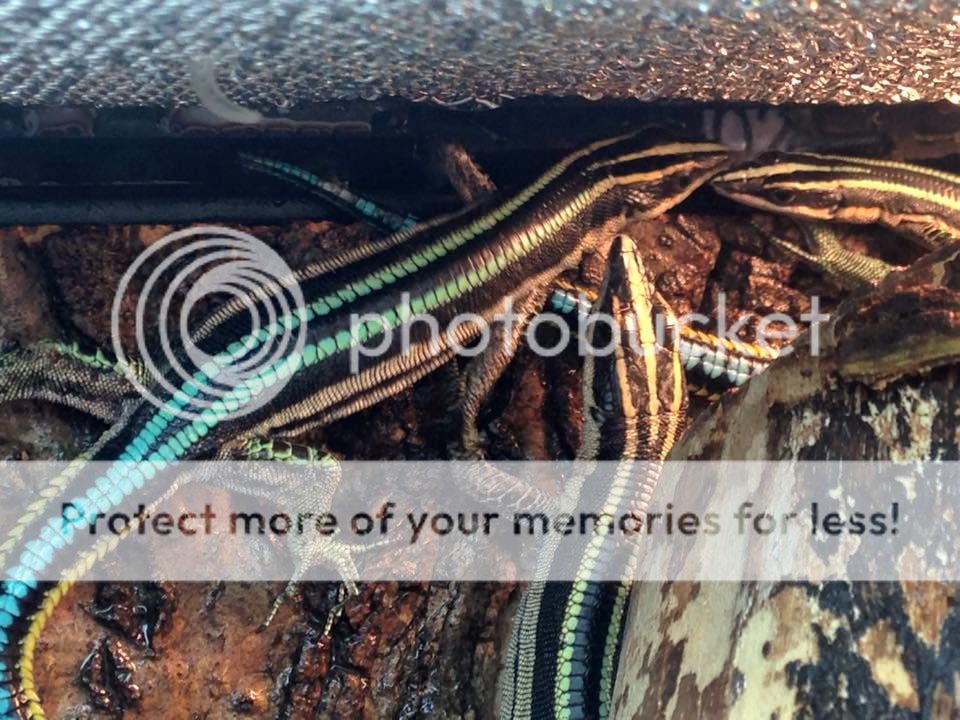 Neon Blue-Tailed Gliding Lizards (Holaspis sp.) | Reptile Forums