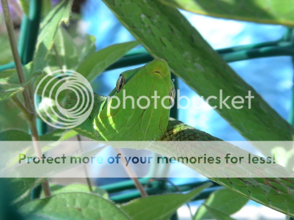 Yet Another Non-DWA Venomous - Oxybelis fulgidus | Reptile Forums