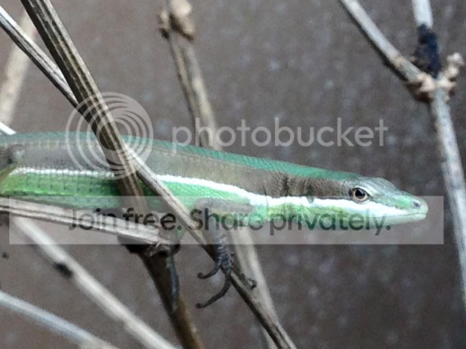Takydromus smaragdinus - Green Long-Tailed Lizards | Reptile Forums