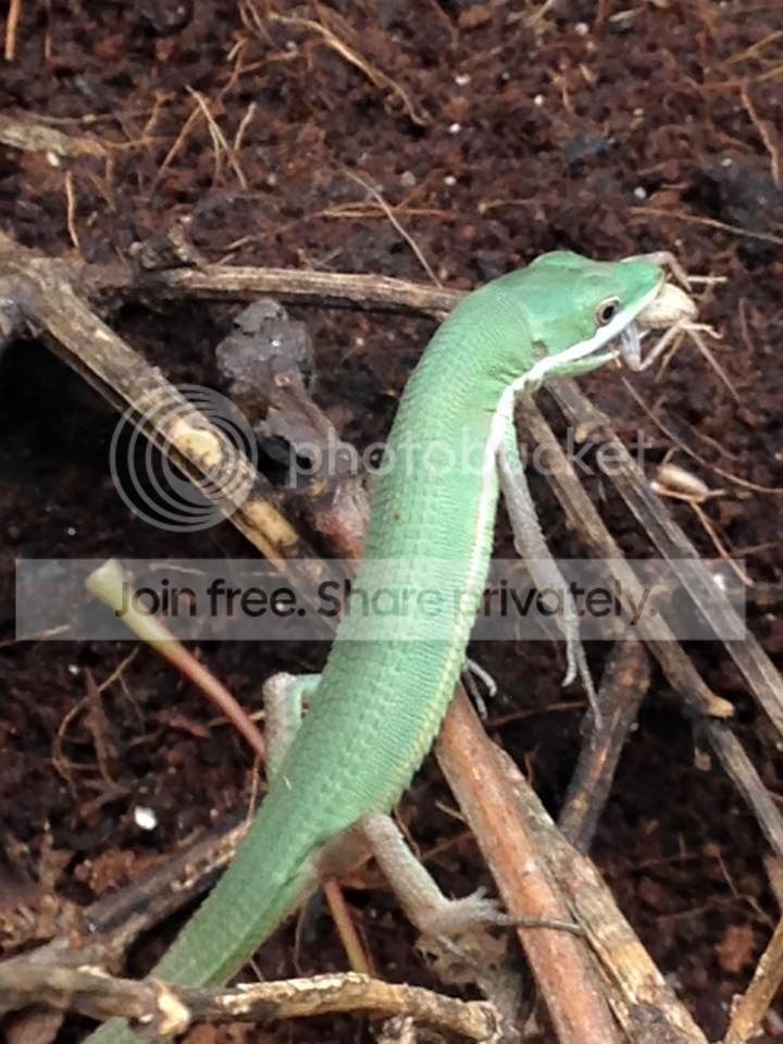 Takydromus smaragdinus - Green Long-Tailed Lizards | Reptile Forums