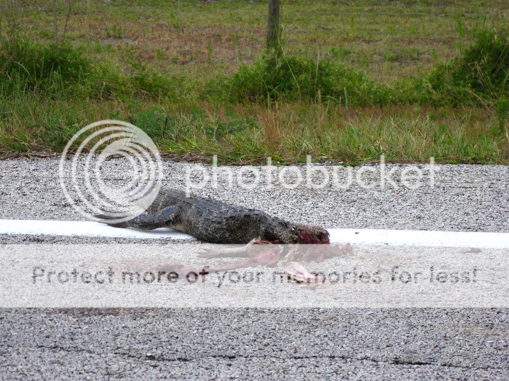 Florida Roadkill - CorvetteForum - Chevrolet Corvette Forum Discussion